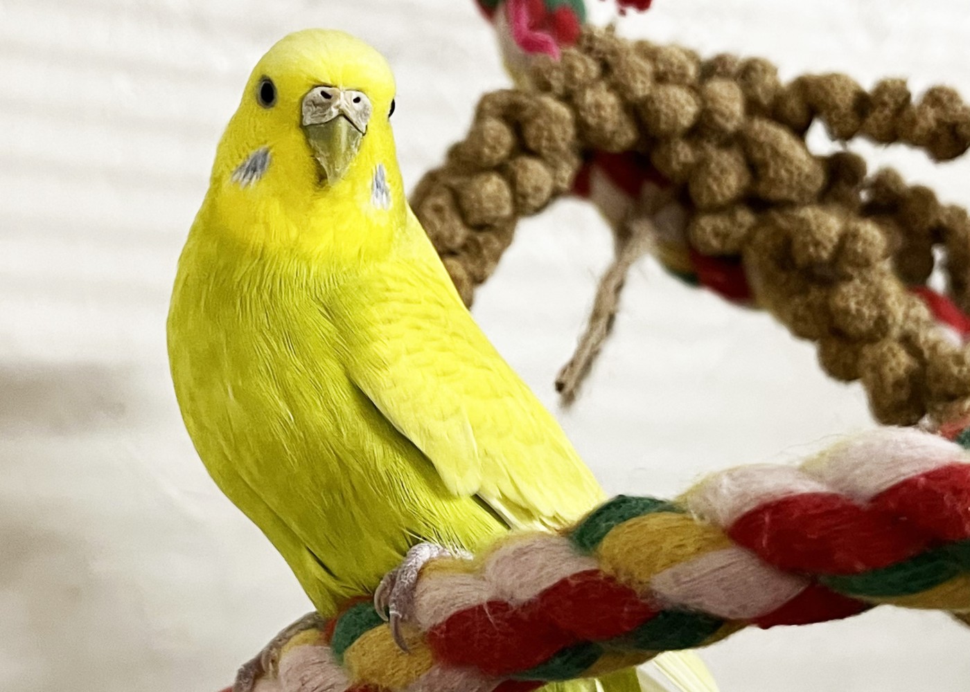 Lemon & Lime | RSPCA Danaher Animal Home
