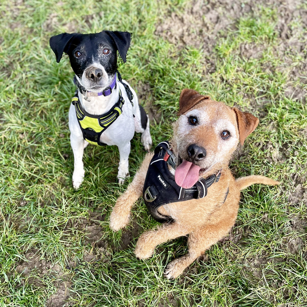 Molly | RSPCA Danaher Animal Home