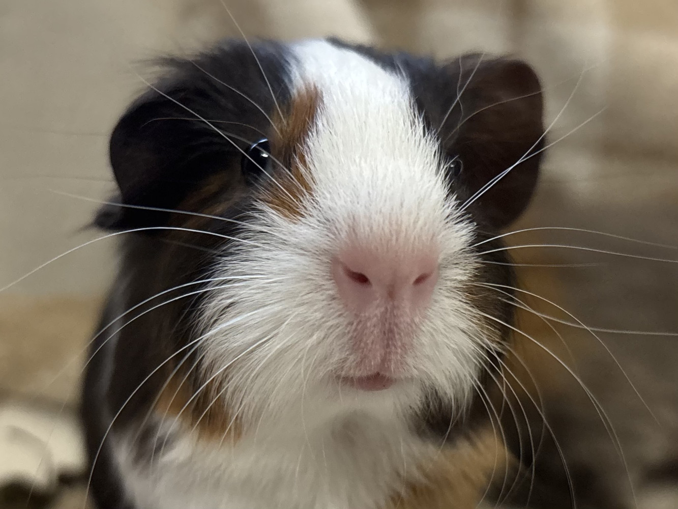 Grampy and George | RSPCA Danaher Animal Home