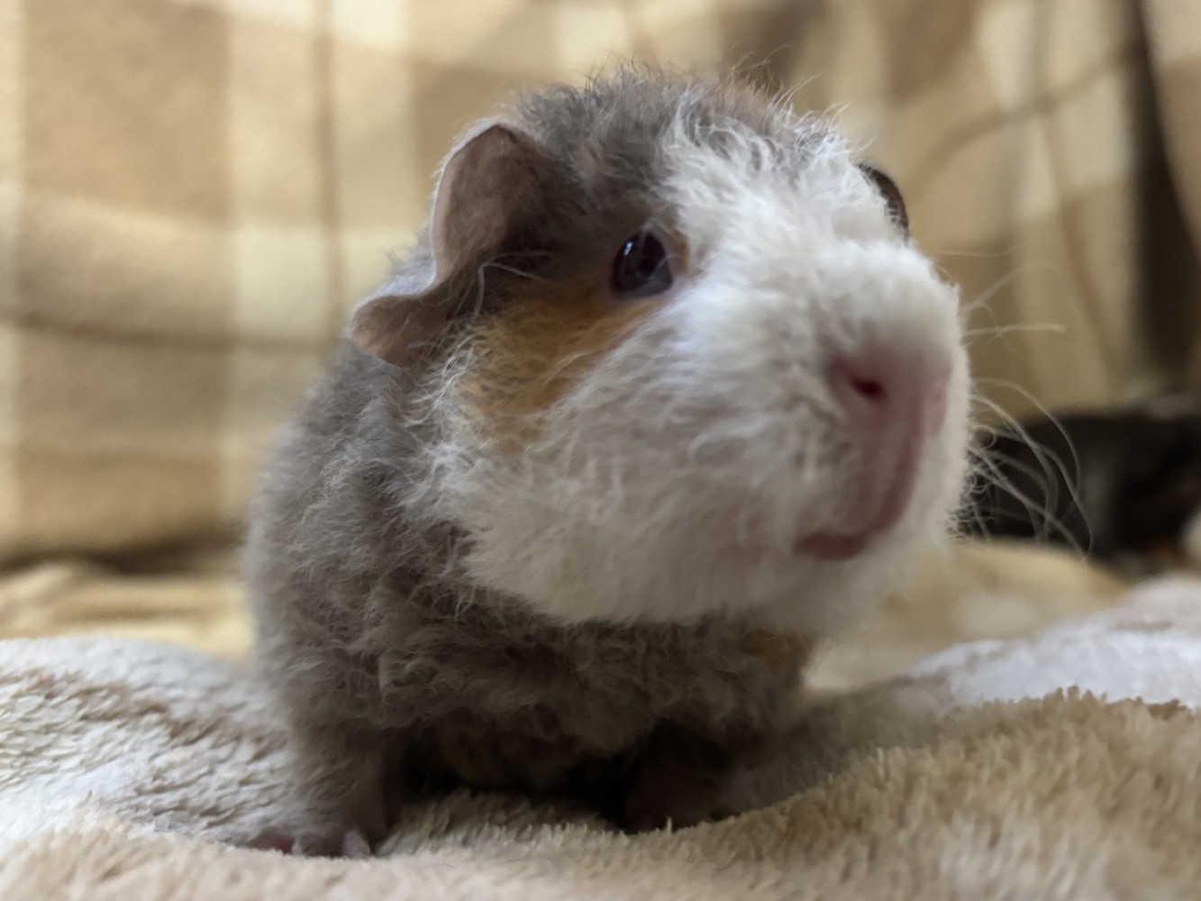 Grampy and George | RSPCA Danaher Animal Home