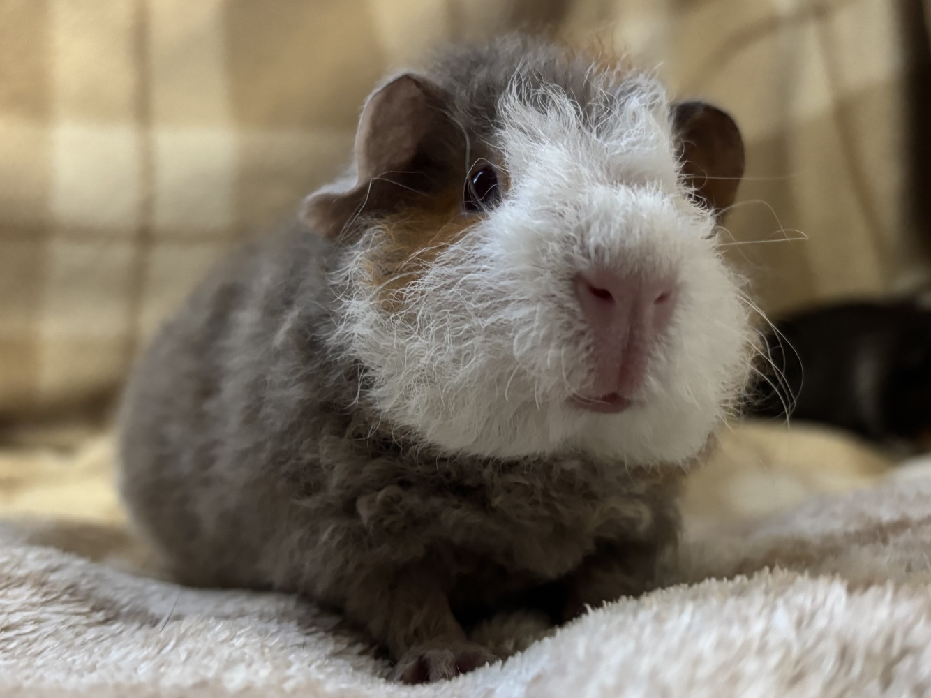 Grampy and George | RSPCA Danaher Animal Home