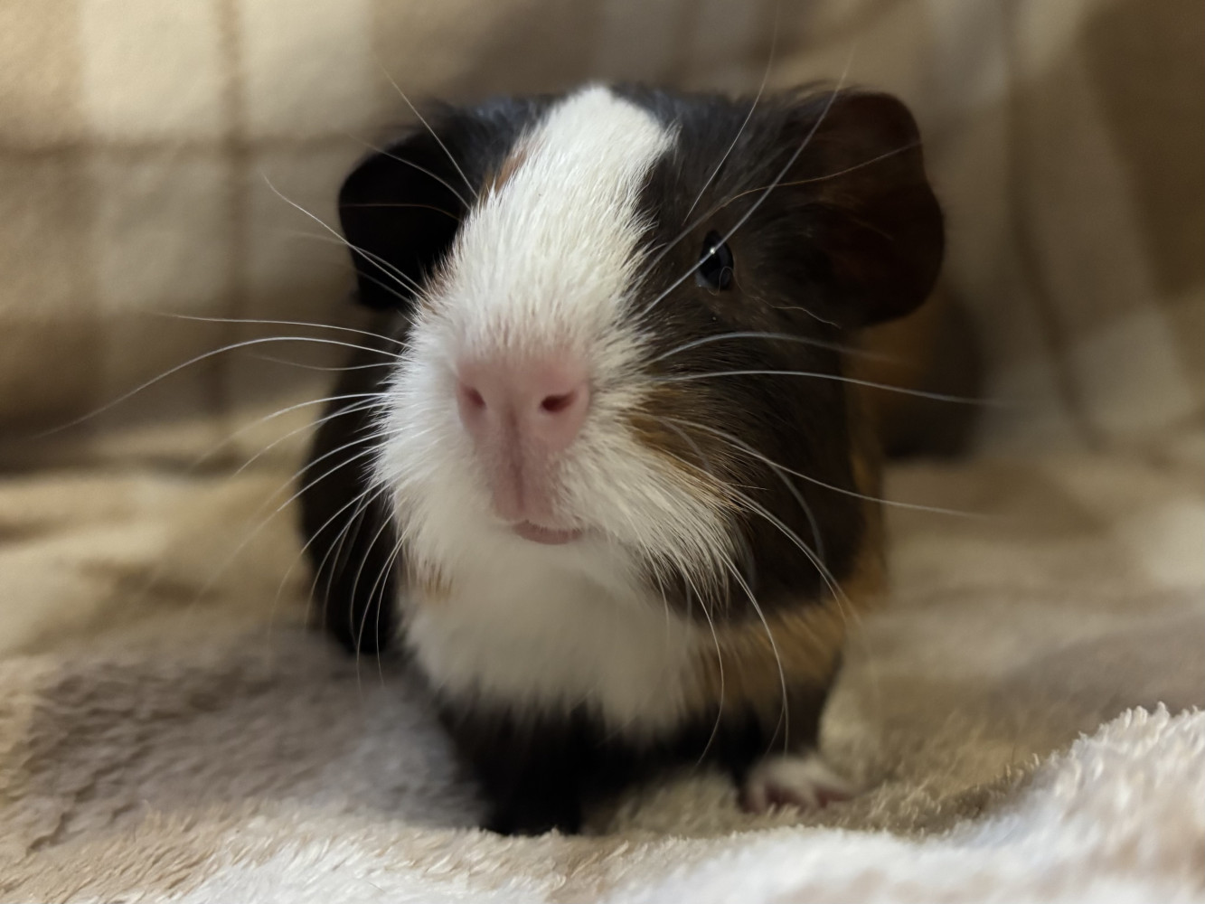 Grampy and George | RSPCA Danaher Animal Home